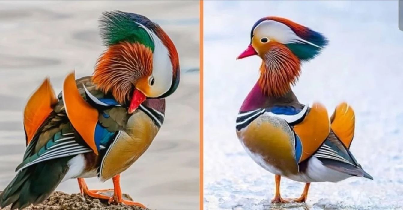 This striking Bird is regularly dubbed The Worlds Most Beautiful Bird ...