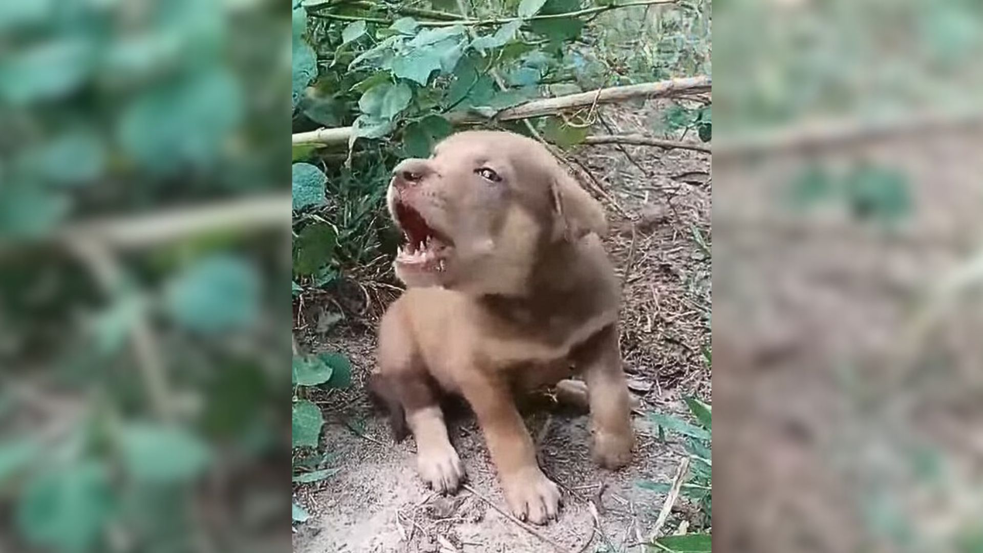 Desperate Injured Puppy Was Crying In A Forest, Hoping That Someone ...